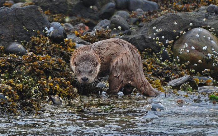 Animal bone? Werewolf finger? Found on Orkney Island, Scotland ...