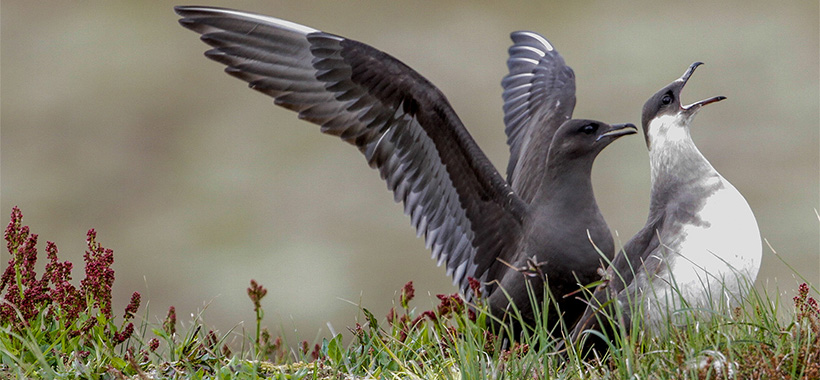 Orkney Mainland Wildlife Watching Holiday ǀ Scotland