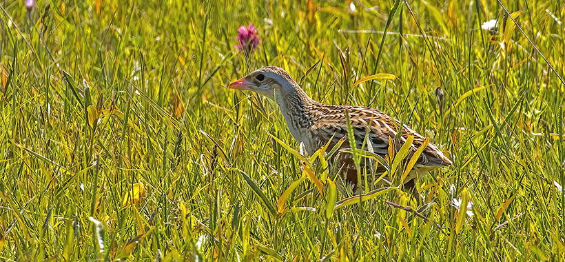 Outer Hebrides, Scotland, wildlife holidays, vacations, Scotland ...