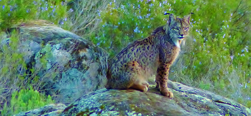 Andujar Lynx, Andalucia, Southern Spain, Iberian Lynx, Wild Boar, Black ...